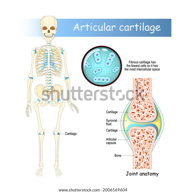 Cartilage. Human skeleton with articular cartilage. Joint anatomy ...
