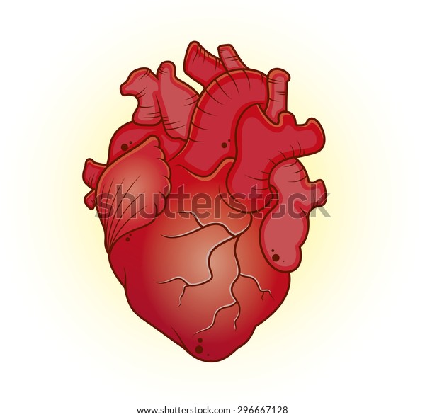 Cartoon Anatomical Heart Stock Vector (Royalty Free) 296667128 ...