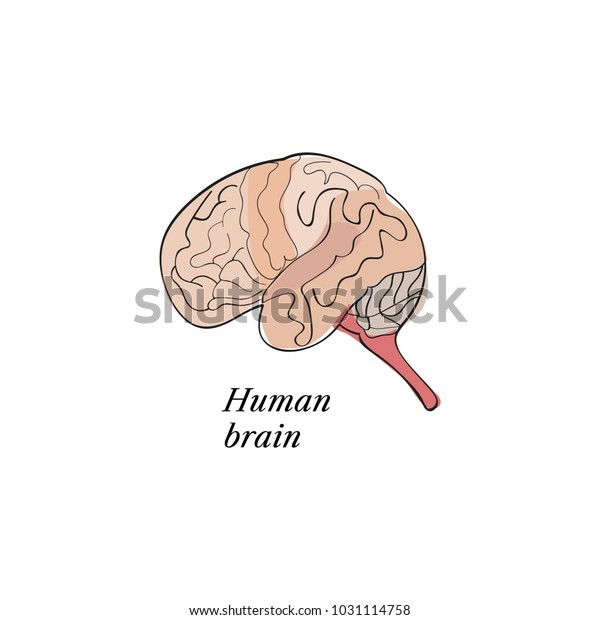 Cartoon Anatomy Human Brain Profile Template Stock Vector (Royalty Free ...