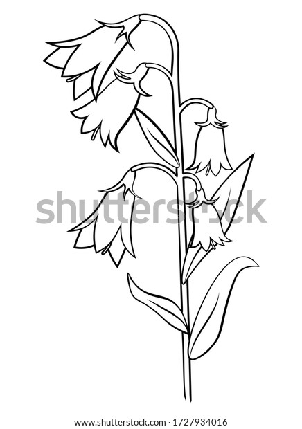 Cartoon Bellflower Vector Coloring Page Outline 库存矢量图（免版税）1727934016 ...