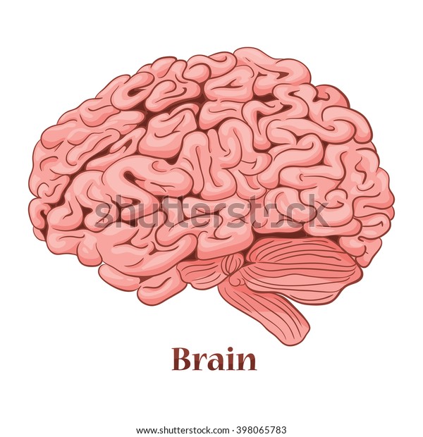 Cartoon Brain Isolated On White Background Stock Vector (Royalty Free ...