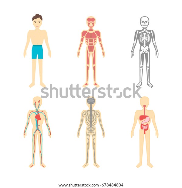 Cartoon Color Human Anatomical System Set Stock Vector (Royalty Free ...