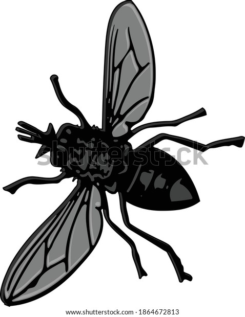 Cartoon Comic Illustration Black Fly Insect Stock Vector (Royalty Free ...