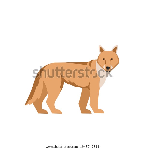 Cartoon Coyote On White Backgroundflat Cartoon Stock Vector (Royalty ...