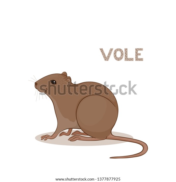 Cartoon Cute Vole Isolated On White Stock Vector (Royalty Free ...