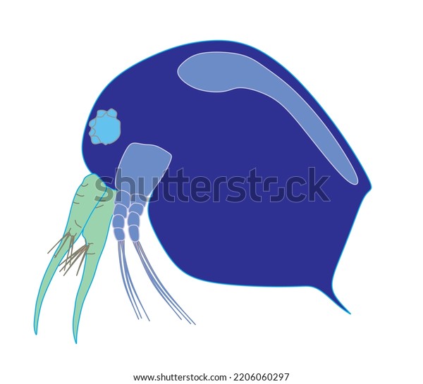 Cartoon Design Zooplankton Vector Illustrator Stock Vector (Royalty ...