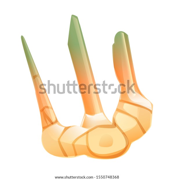 Cartoon Galangal Vector Illustration Isolated On Stock Vector (Royalty ...