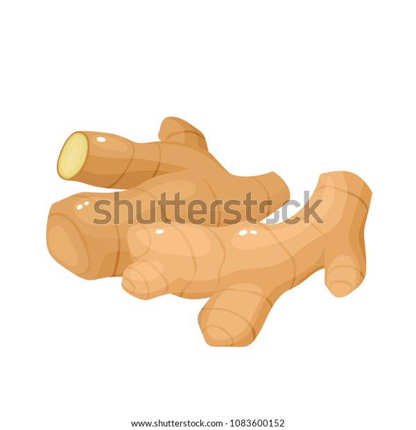 Cartoon Ginger Isolated On White Vector Stock Vector (Royalty Free ...