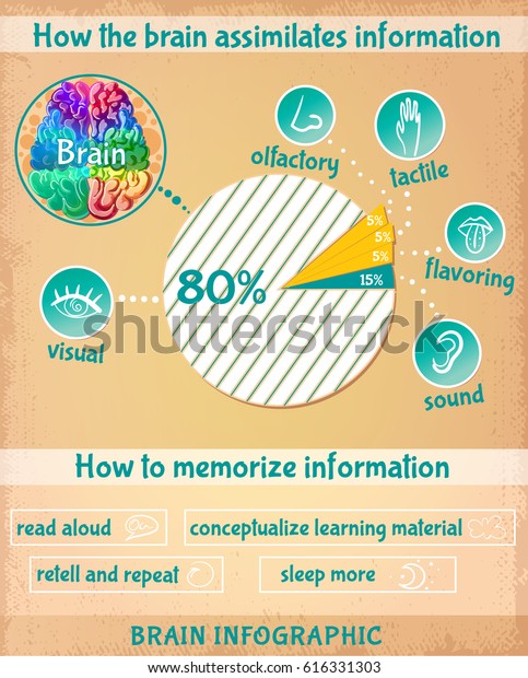 Cartoon Human Brain Infographics Chart Information 库存矢量图（免版税）616331303 ...