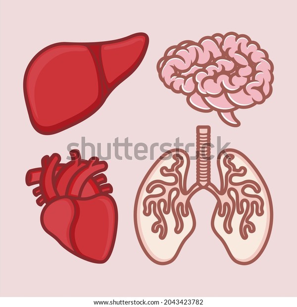 Cartoon Human Internal Organs Brain Heart Stock Vector (Royalty Free ...
