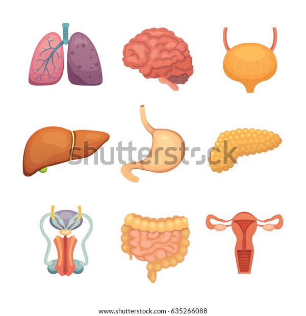 Stock vektor „Cartoon Human Organs Set Anatomy Body“ (bez autorských ...