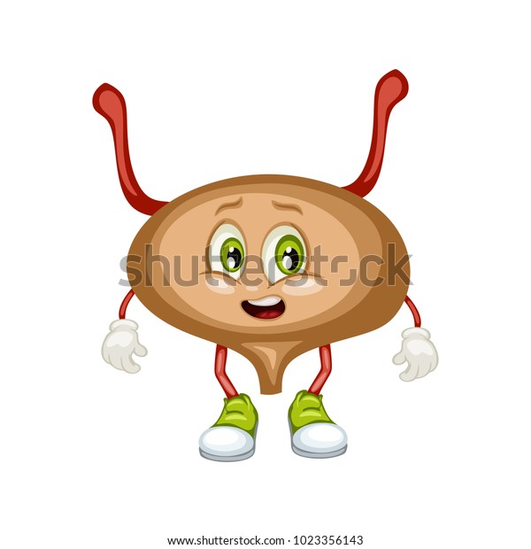 Cartoon Illustration Bladder Human Internal Organs Stock Vector ...