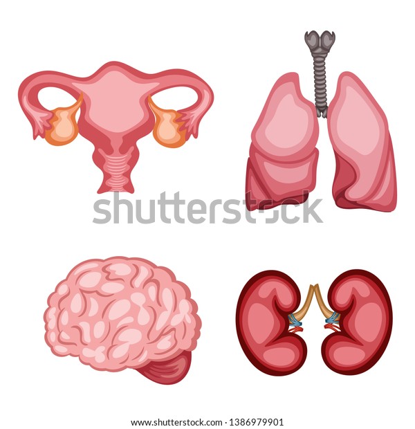 Cartoon Illustration Set Human Internal Organs Stock Vector (Royalty ...