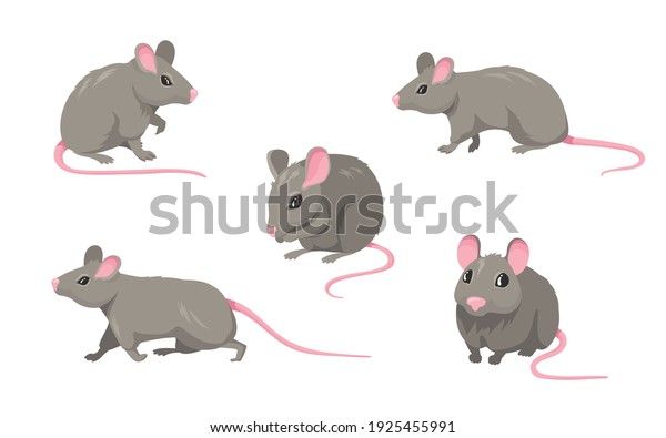 68 imágenes de Hairless house mouse - Imágenes, fotos y vectores de ...
