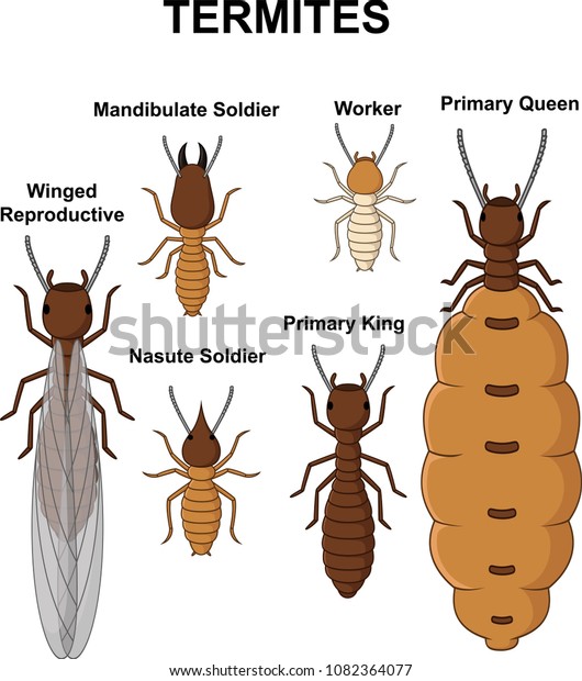 Cartoon Type Termites Collection Set Stock Vector (Royalty Free ...