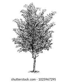 Vektor Stok Black Locust Tree Illustration Drawing Engraving (Tanpa ...