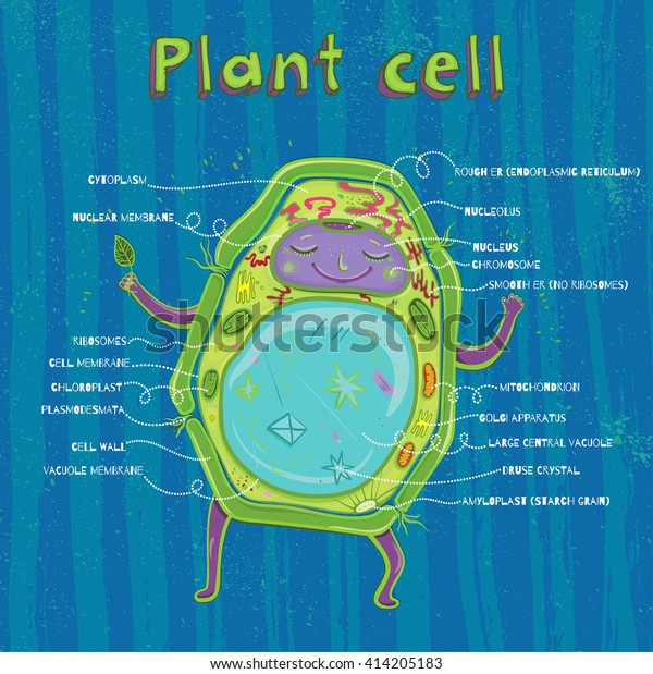 Cartoon vector illustration of structure of plant cell. Illustration ...