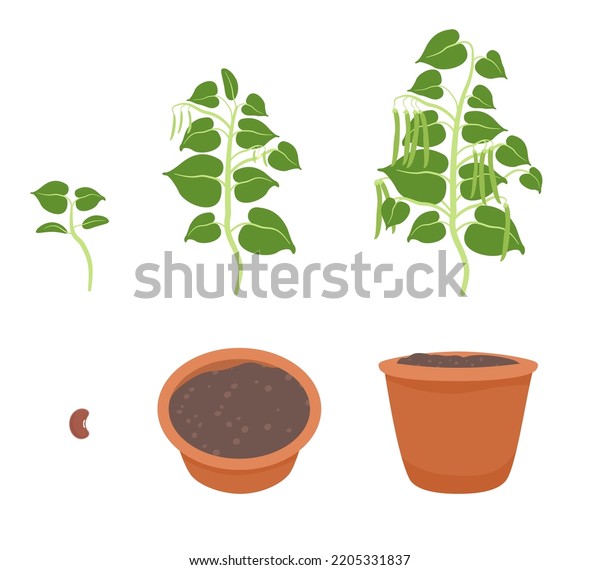 Cartoon Vector Images Showing Growth Bean Stock Vector (Royalty Free ...
