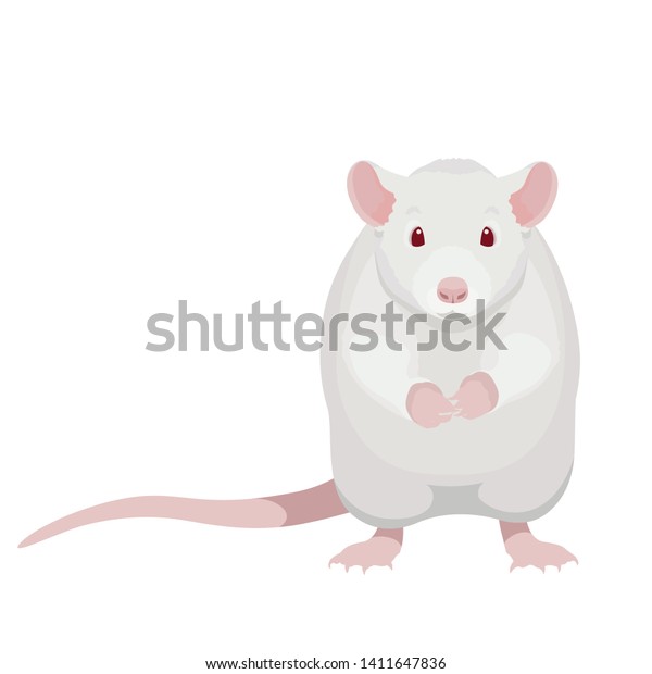 Cartoon White Rat Vector Illustration Cute Stock Vector (Royalty Free ...