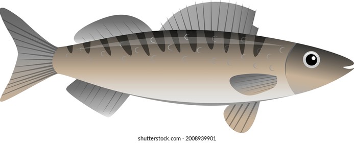 Cartoon Zander Flat Vector Illustration Isolated 库存矢量图（免版税）2008939901 ...