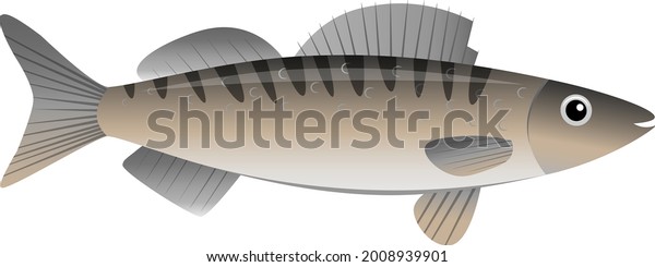 Cartoon Zander Flat Vector Illustration Isolated Stock Vector (Royalty ...