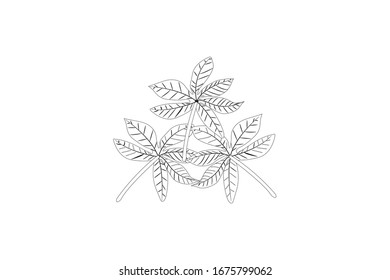 Cassava Leaves Vector Outline Illustration Vegetable: Vector có sẵn ...