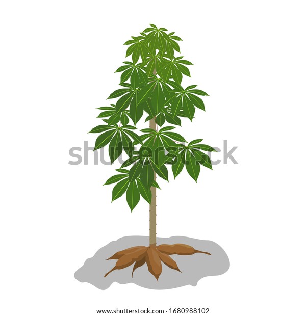 Cassava Structure Natural Cassava Plants Roots 库存矢量图（免版税）1680988102 ...