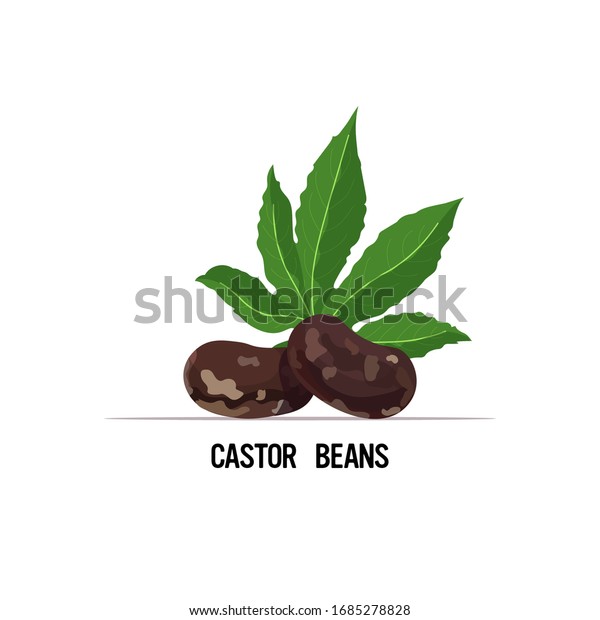 Castor Beans Leaf Organic Healthy Vegetarian Stock Vector (Royalty Free ...