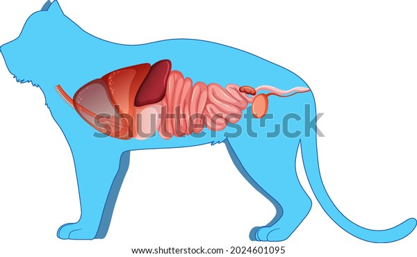 Cat Anatomy Internal Organ Structure Illustration Stock Vector (Royalty ...