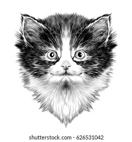 Cat Breed Himalayan Breed Face Sketch Stock Vector (Royalty Free ...