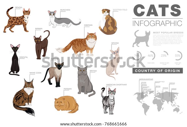 Cat Breeds Infographic Template Vector Icons Stock Vector (Royalty Free ...