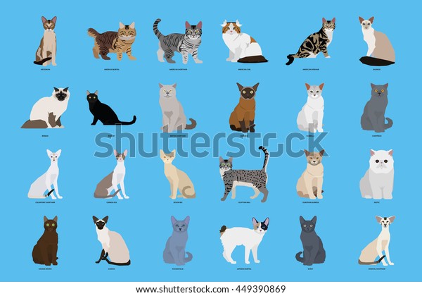 Cat Breeds Set Vector Illustration Stock Vector (Royalty Free ...