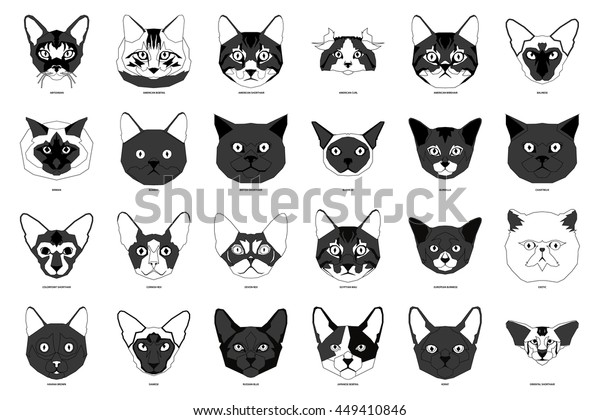 Cat Breeds Set Vector Illustration: vector de stock (libre de regalías ...
