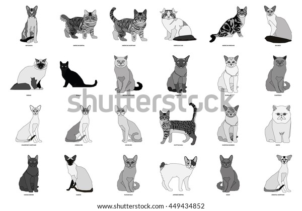 Cat Breeds Set Vector Illustration Stock Vector (Royalty Free) 449434852