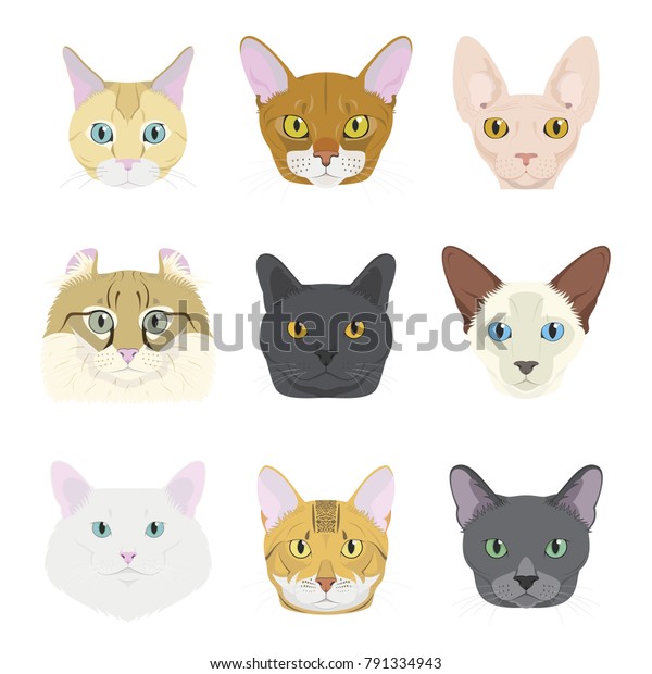 Cat Breeds Vector Collection Set 9 Stock Vector (Royalty Free ...