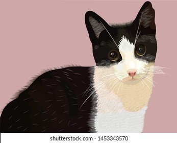 Cat Drawing Study Pet Animal Stock Vector (Royalty Free) 1453343570