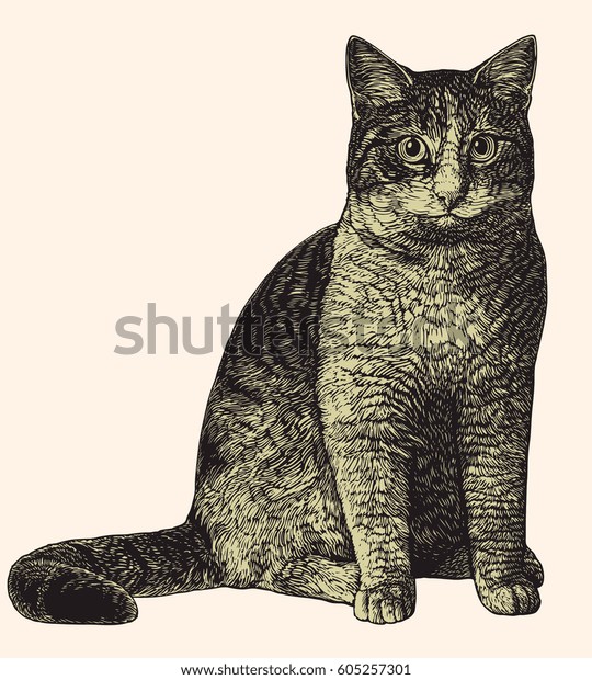 Cat Hand Drawn Engraving Vector Vintage Stock Vector (Royalty Free ...