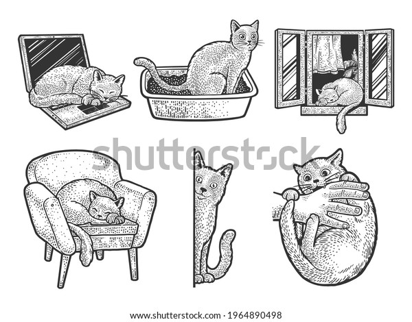 2.242 afbeeldingen voor Cat bite hand: afbeeldingen, stockfoto‘s en ...