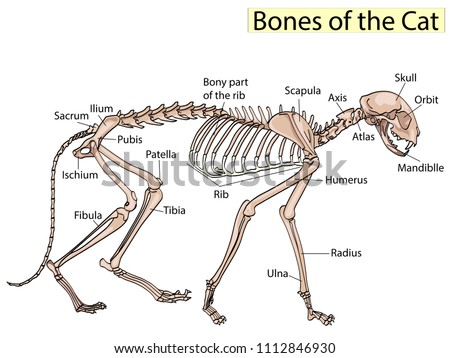 Cat Anatomy For Drawing | Free download on ClipArtMag