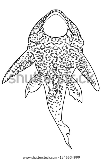 Catfish Graphics Sketch Outline Vector Stock Vector (Royalty Free ...