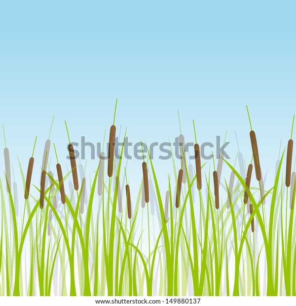Cattail Detailed Illustration Background Vector Stock Vector (Royalty ...