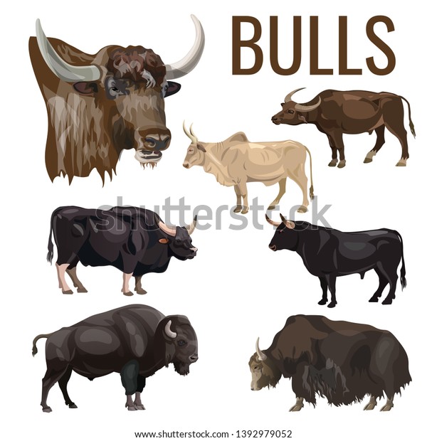 Cattle Bulls Set Vector Illustration Isolated: vector de stock (libre ...