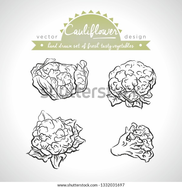 Cauliflower Hand Drawn Collection Vector Sketch Stock Vector (Royalty ...