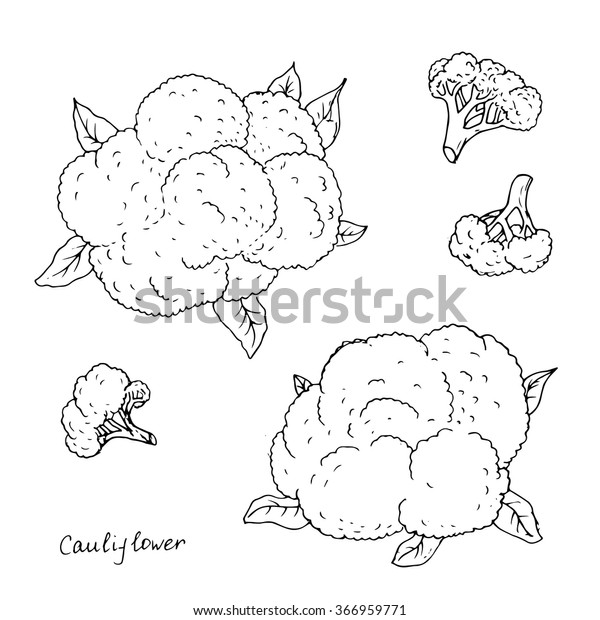 Cauliflower Ink Drawing Hand Drawn Vector 库存矢量图（免版税）366959771 ...