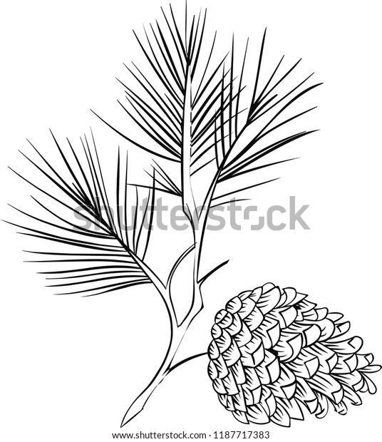 39 Cedarwood Drawing Images, Stock Photos & Vectors | Shutterstock
