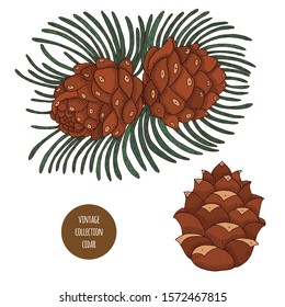 Cedar Cone Vector Hand Drawn Set Stock Vector (Royalty Free) 1572467815 ...
