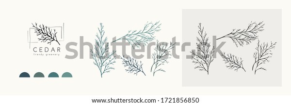 Cedar Logo Branch Hand Drawn Wedding Stock Vector (Royalty Free ...