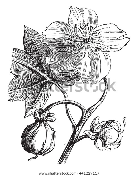 Ceiba Pentandra Fromager Kapok Tree Showing 库存矢量图（免版税）441229117 ...