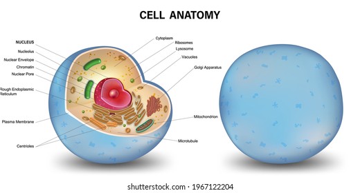 Cell Cross Section Structure Detailed Colorful Stock Vector (Royalty ...