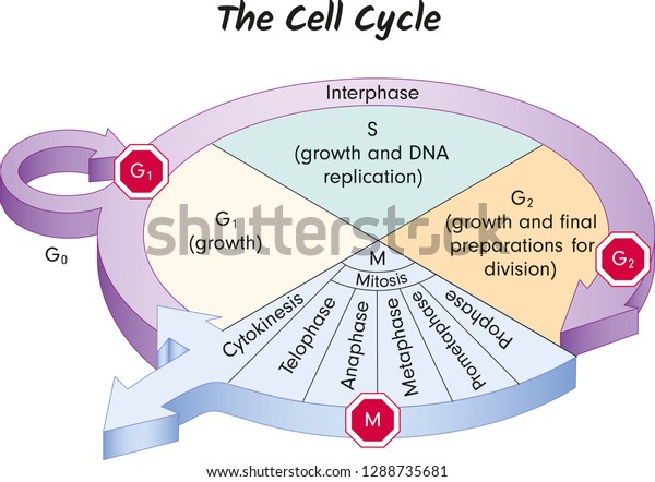 Cell Cycle Biology Main Phases Stock Vector (Royalty Free) 1288735681